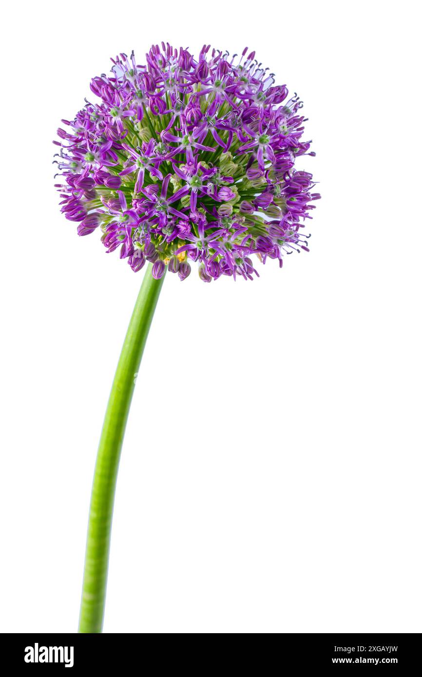 Allium giganteum purple flower isolated on white background. Violet ...