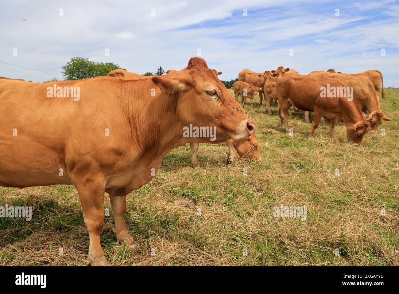 Limousin beef cows breeding in the Limousin countryside. Cattle ...