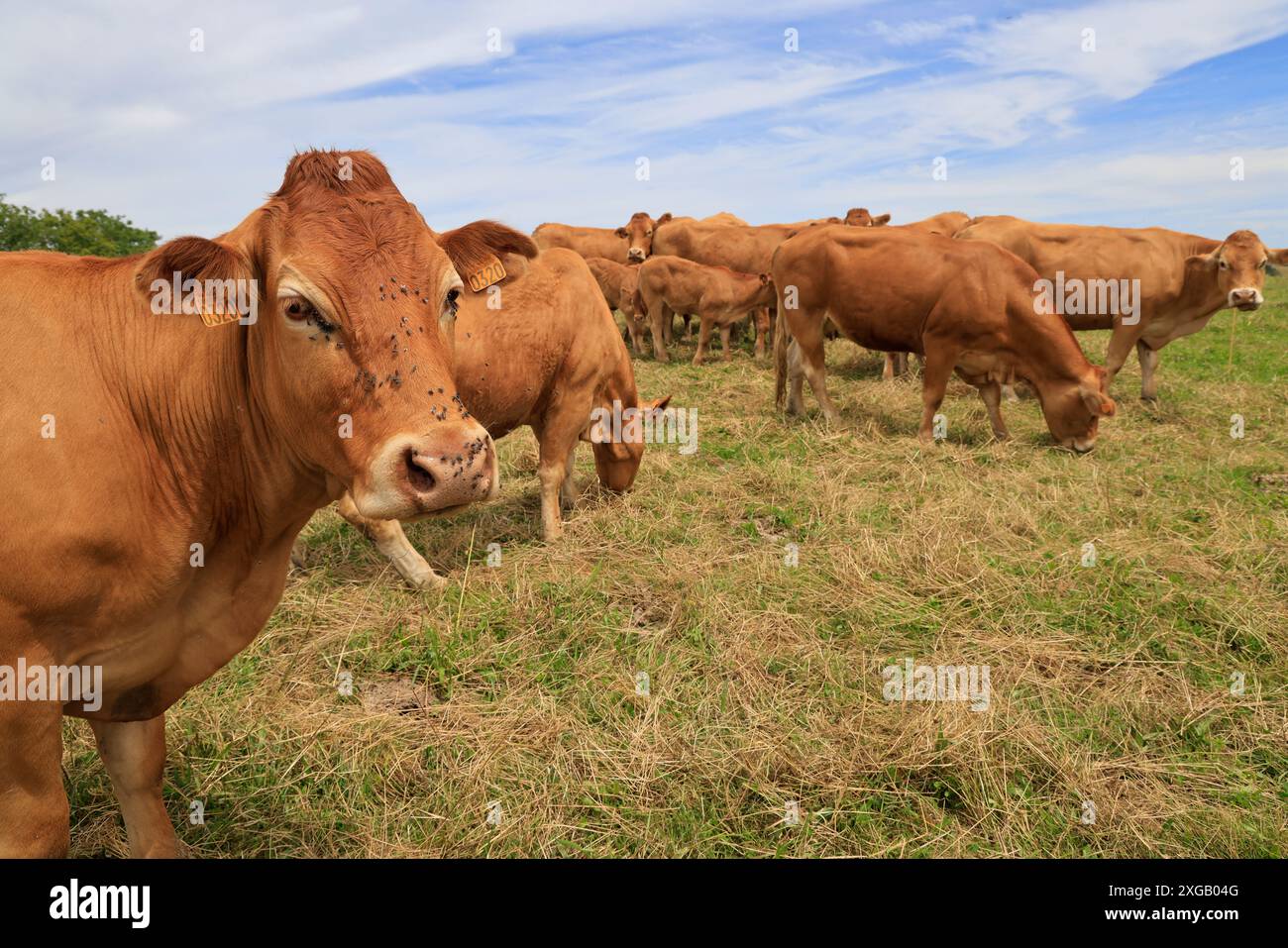 Limousin beef cows breeding in the Limousin countryside. Cattle ...