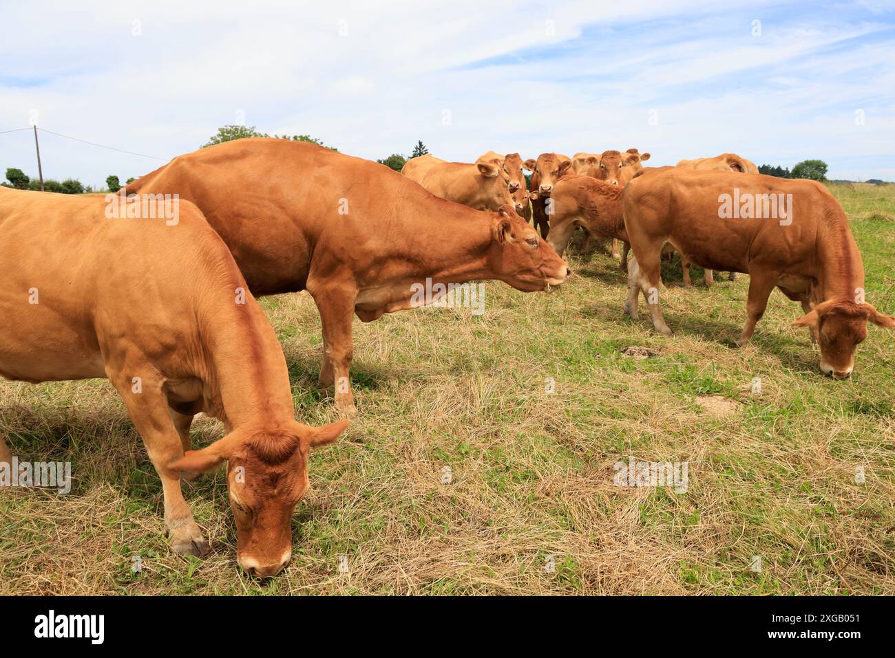 Limousin beef cows breeding in the Limousin countryside. Cattle ...