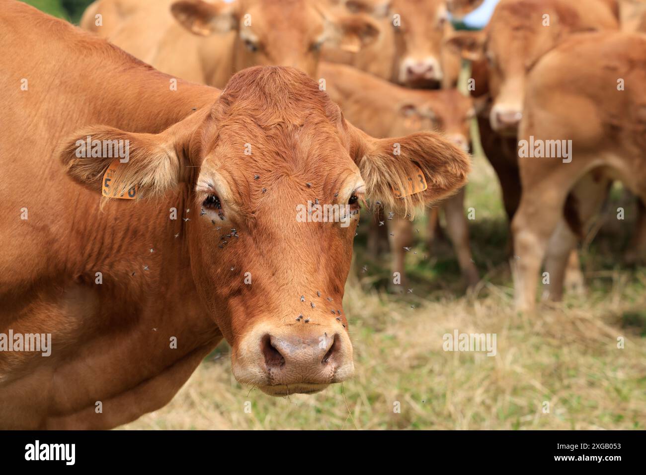Exceptional cattle breed hi-res stock photography and images - Alamy