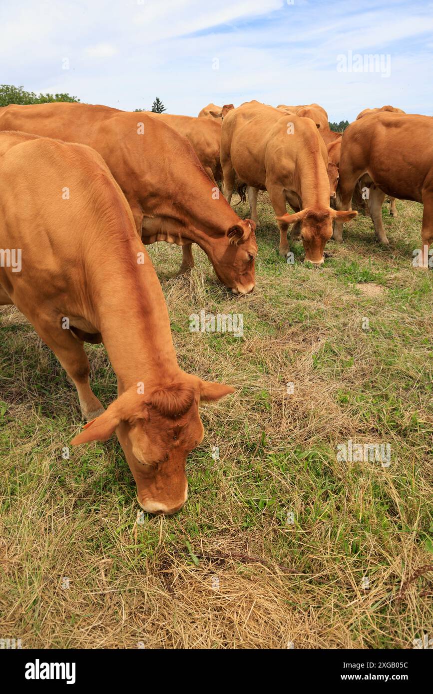 Limousin beef cows breeding in the Limousin countryside. Cattle ...