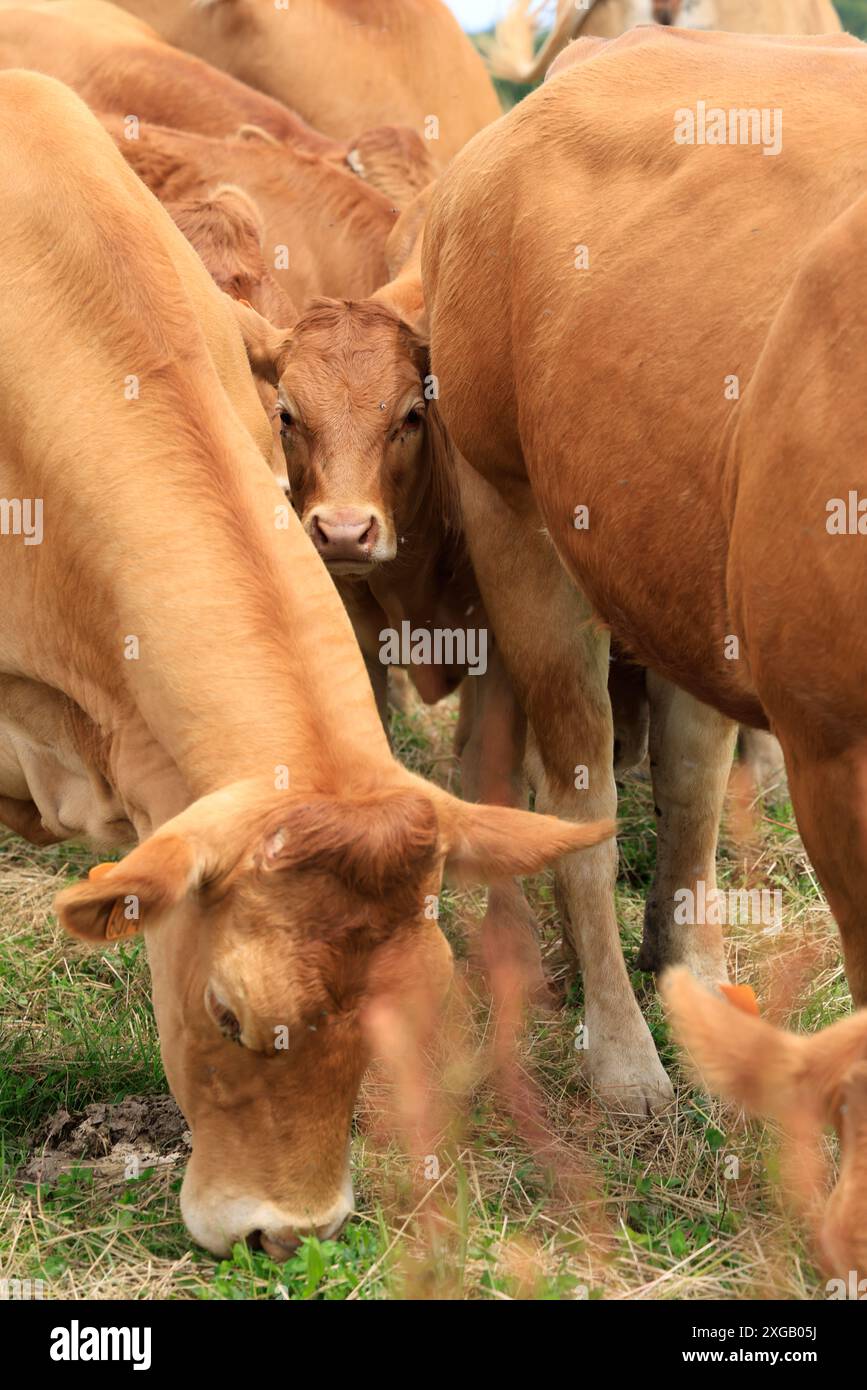 Limousin beef cows breeding in the Limousin countryside. Cattle ...