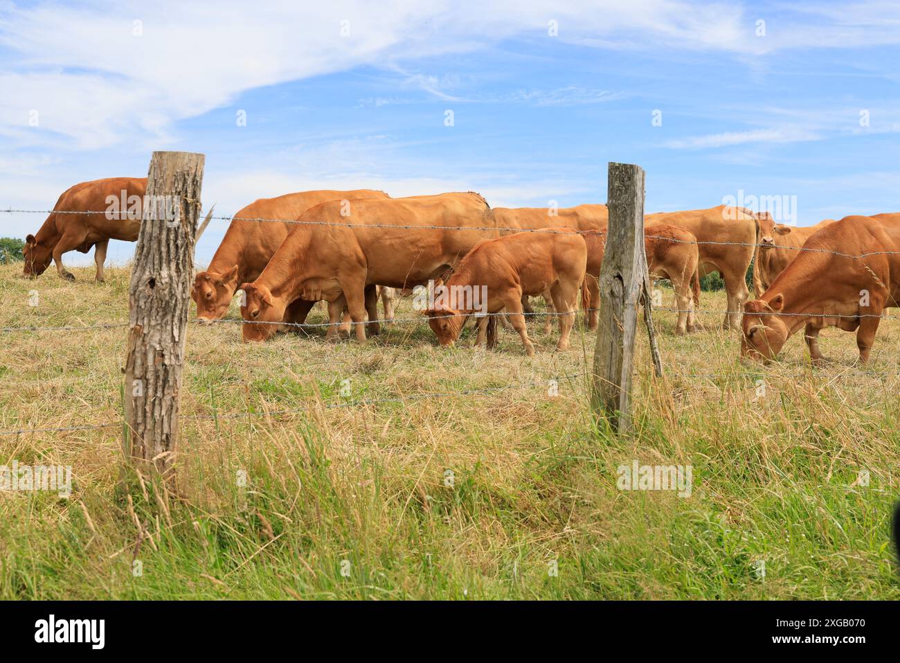 Limousin beef cows breeding in the Limousin countryside. Cattle ...