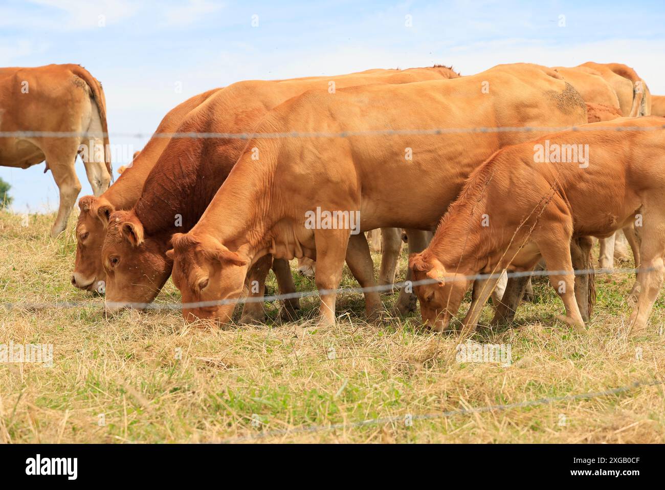 Exceptional cattle breed hi-res stock photography and images - Alamy