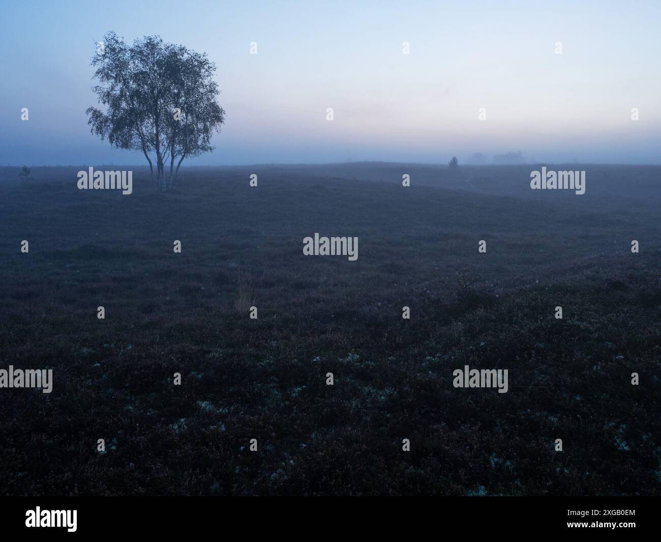 Silver birch Betula pendula and heathland in mist, Tadnoll and Winfrith ...