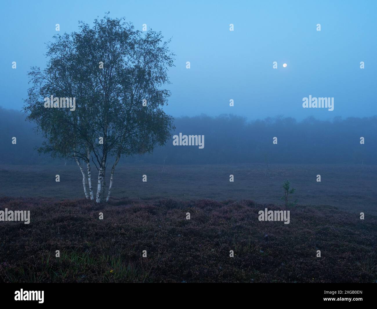 Silver birch Betula pendula and heathland in mist, Tadnoll and Winfrith ...