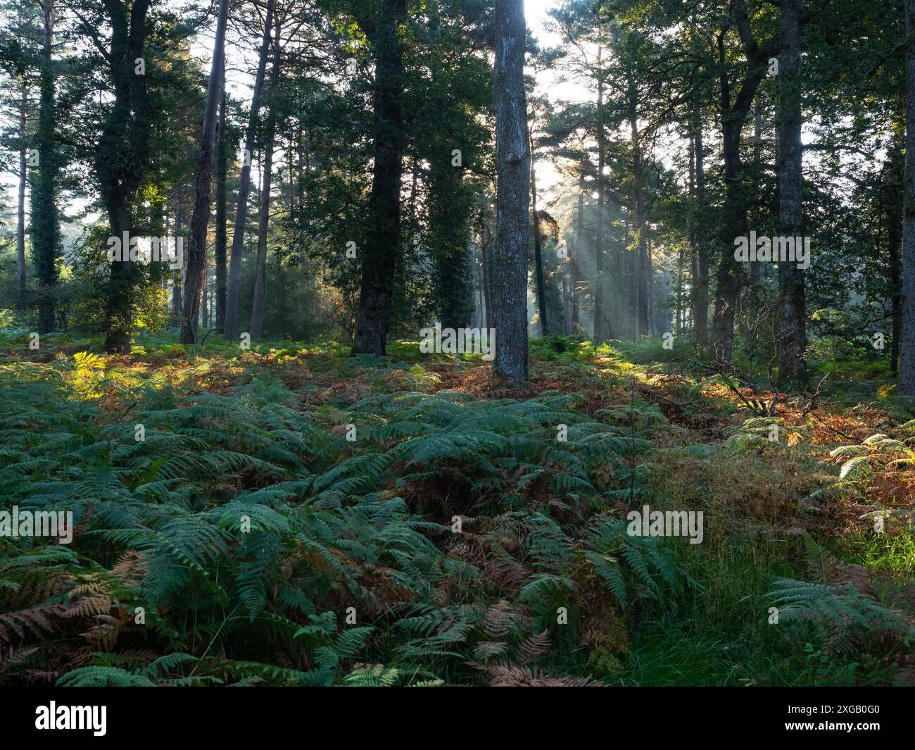 Oak tree uk september hi-res stock photography and images - Alamy