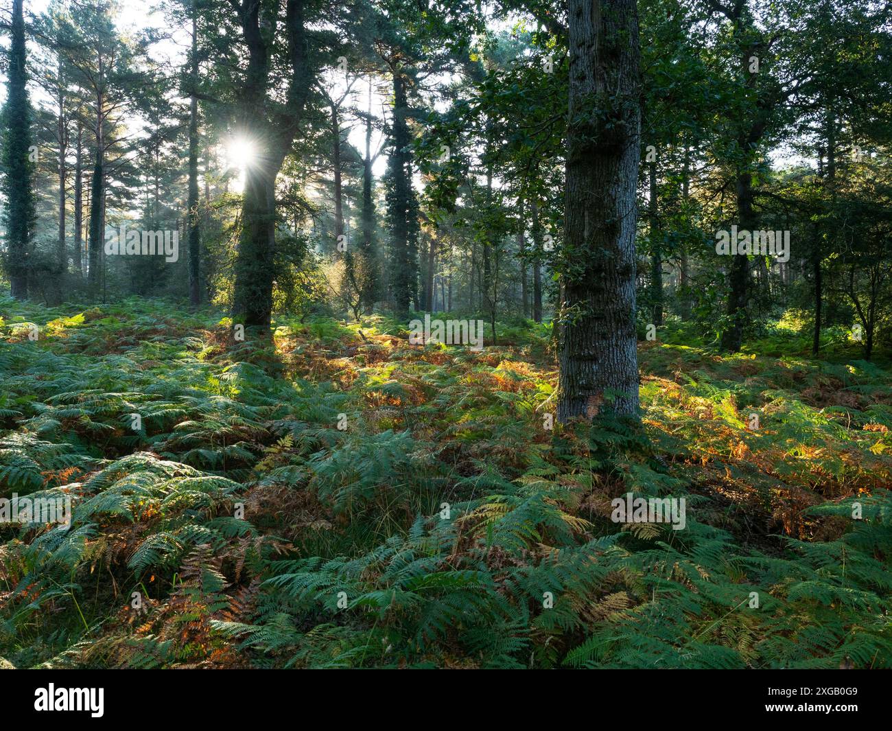 Oak tree uk september hi-res stock photography and images - Alamy