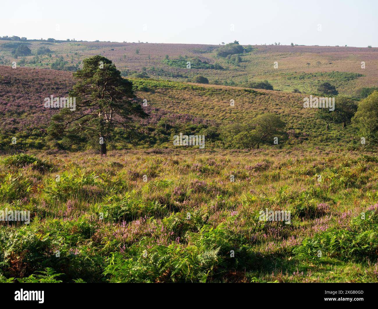 Scots pine Pinus sylvestris with heathland and bracken on Bratley Plain, New Forest National ...