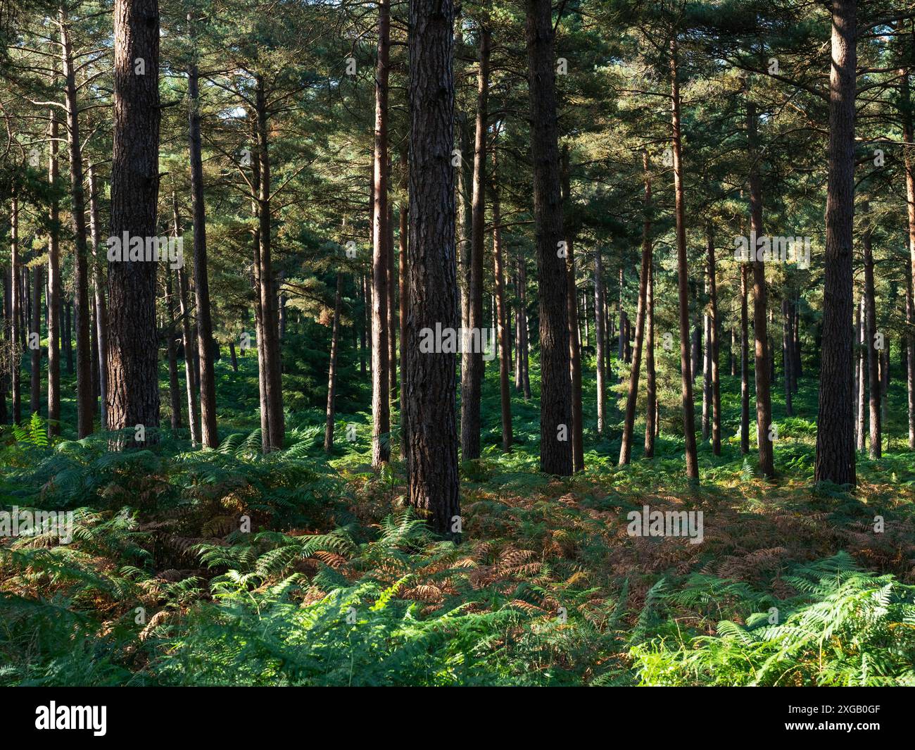 Growing timber crop of Scots pines, Milkham Inclosure, New Forest ...