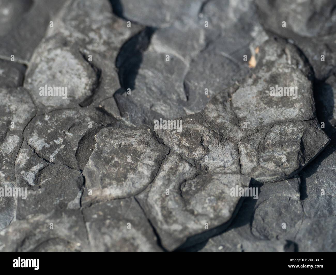 Fossils in limestone coastal rocks, Jurassic Coast World Heritage Site ...