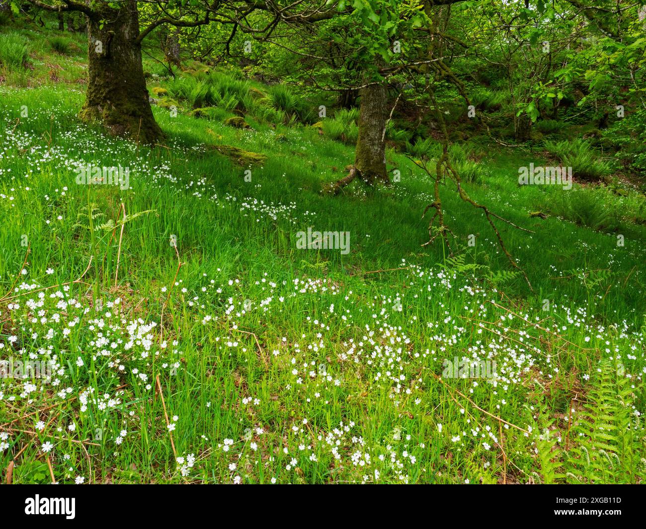 Rspb haweswater nature reserve hi-res stock photography and images - Alamy