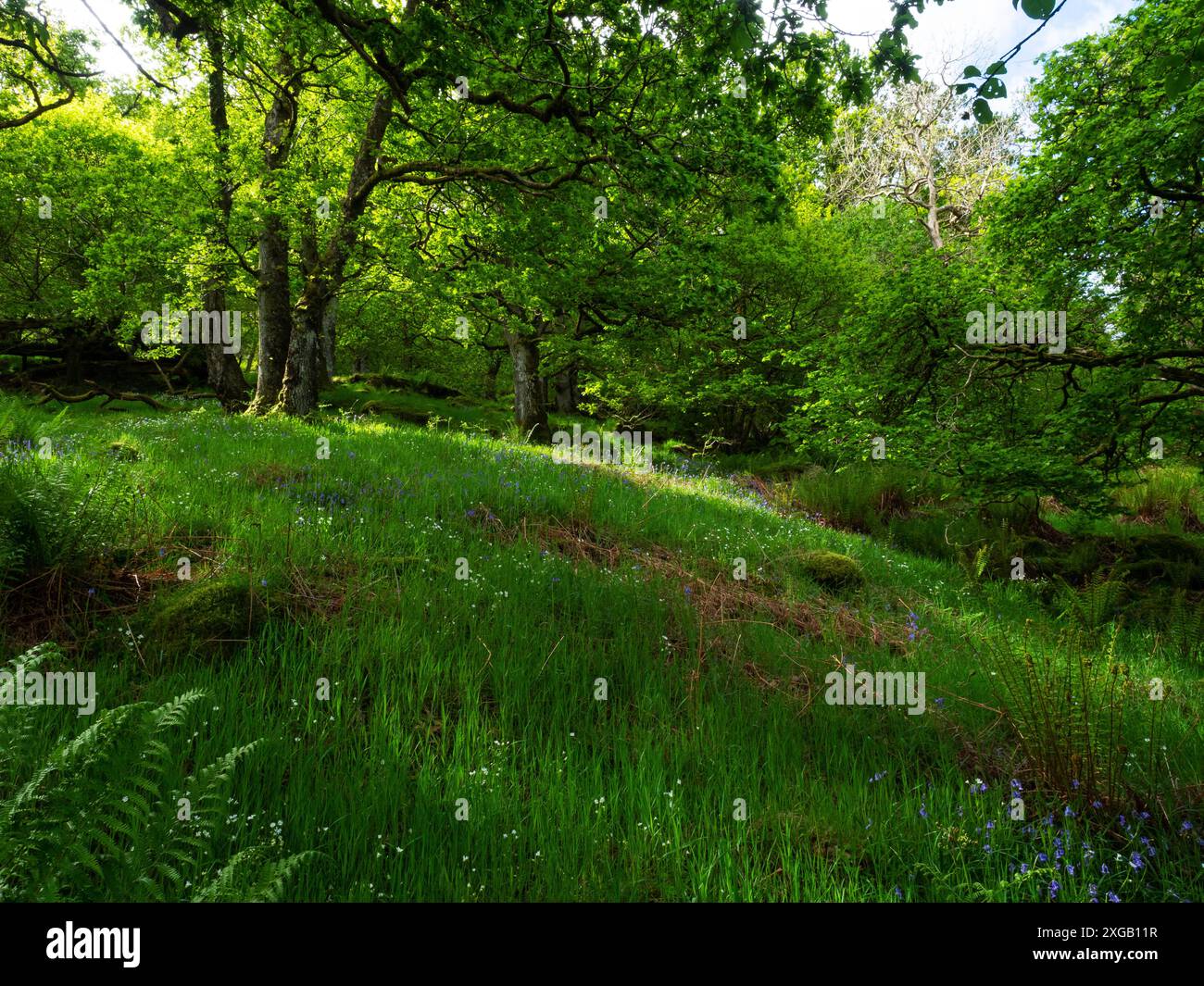Greater stitchwort Stellaria holostea Bluebell Hyacinthoides non ...