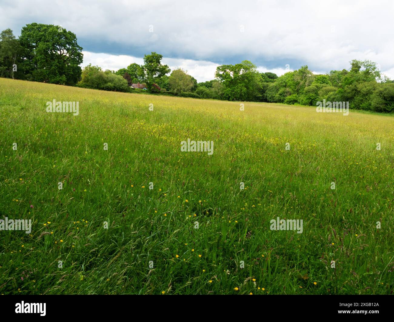 Wild flower meadow Corfe Mullen Meadows, Dorset Wildlife Trust Reserve ...