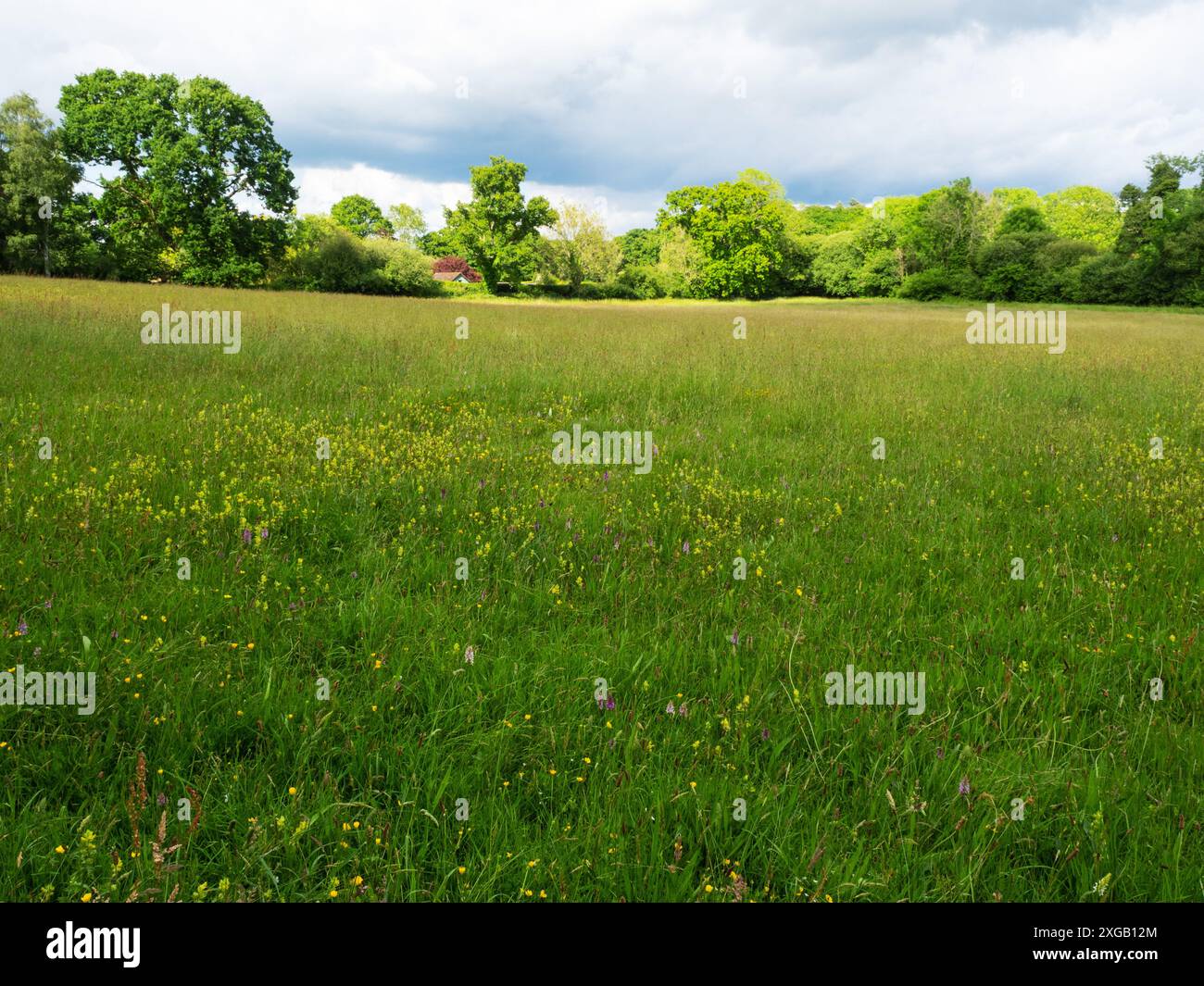 Wild flower meadow, Corfe Mullen Meadows, Dorset Wildlife Trust Nature ...