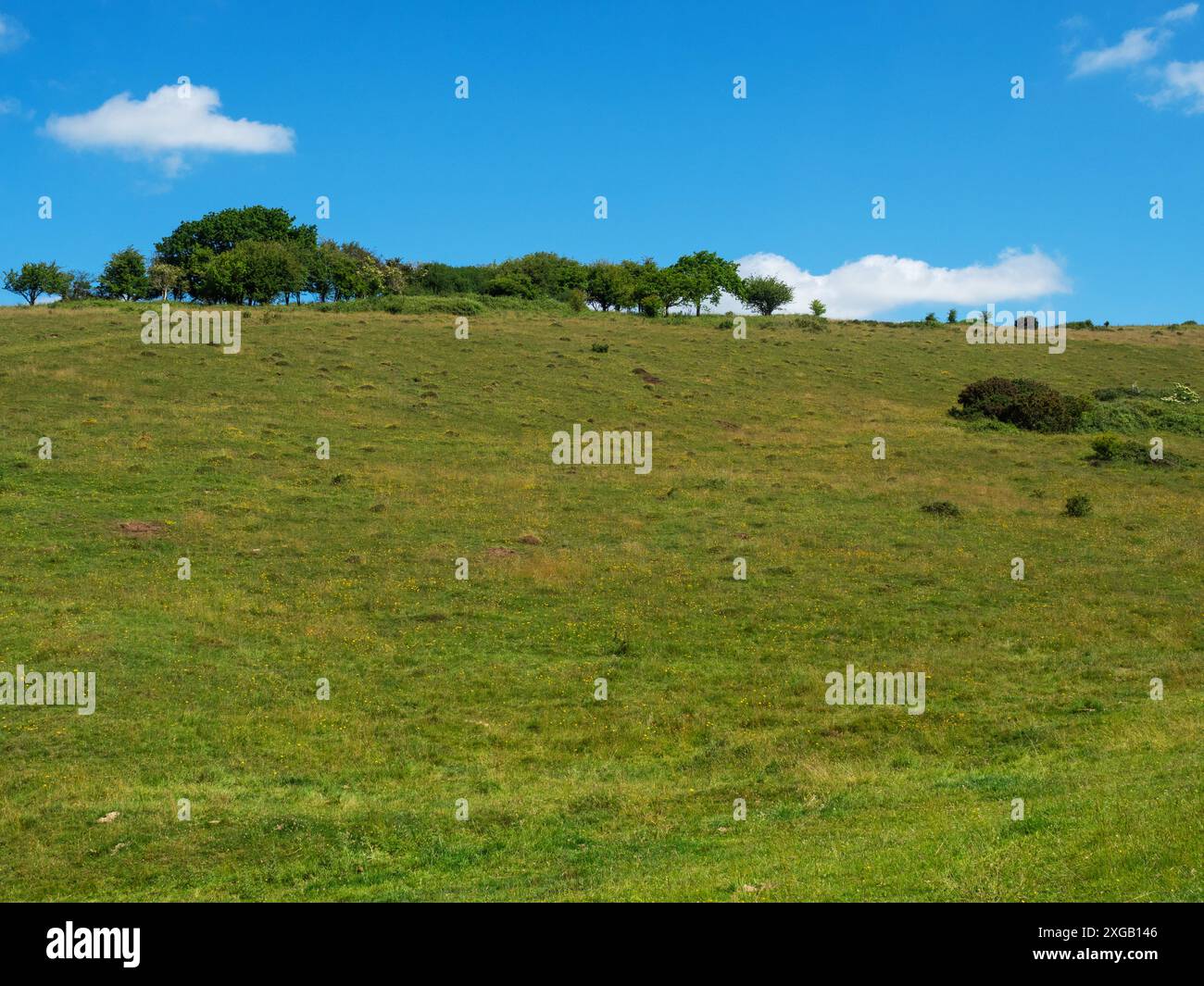 Wild flower meadow on downland, Hog Cliff National Nature Reserve, near ...