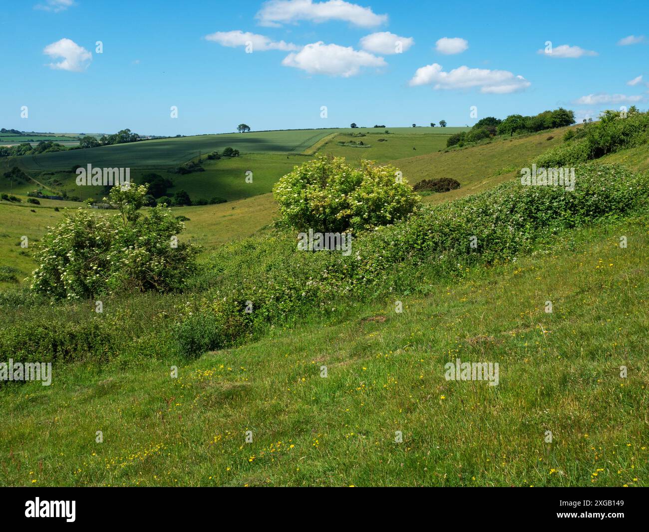 Wild flower meadow on downland, Hog Cliff National Nature Reserve, near ...