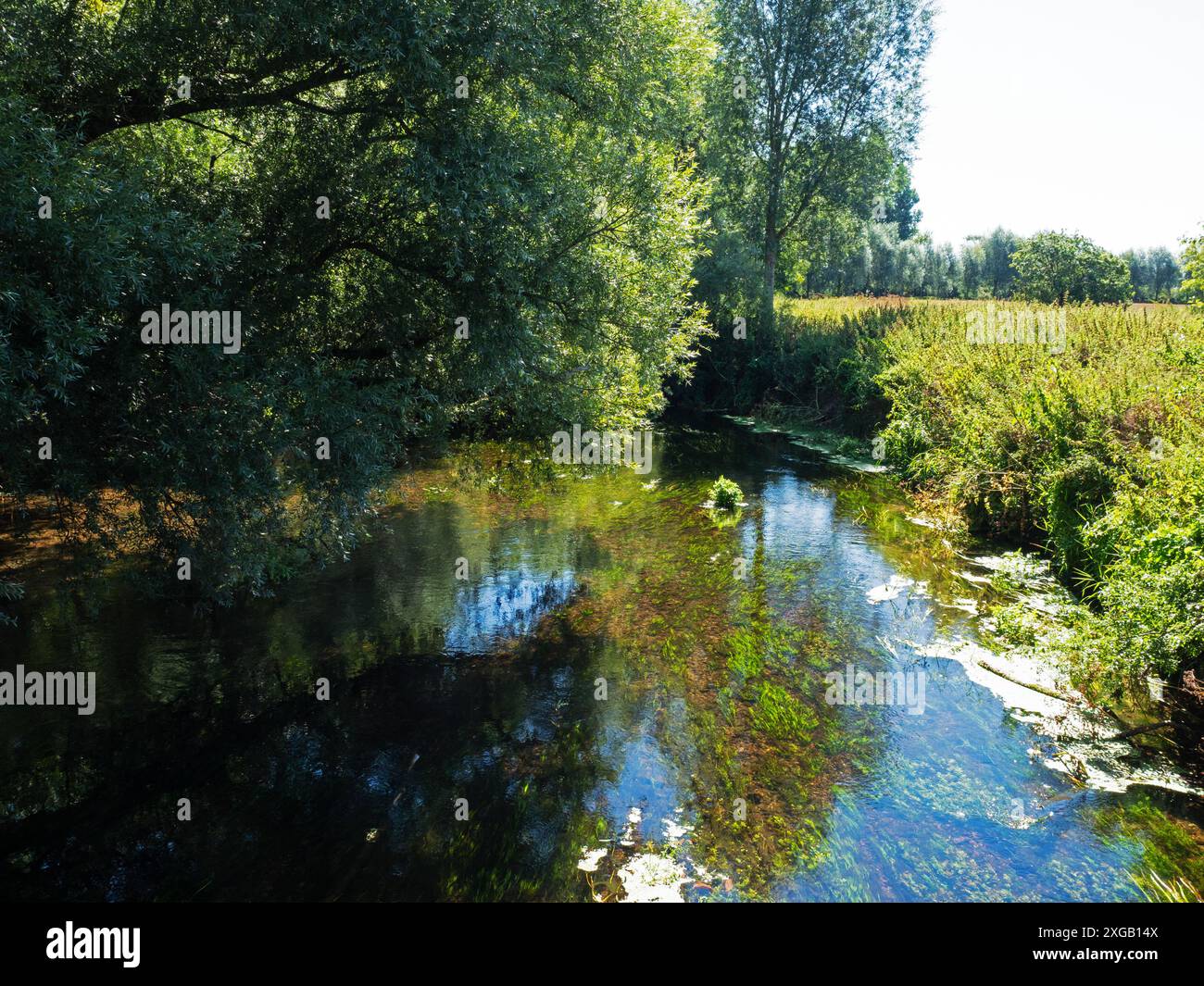 Trees overhanging the River Stour at Keynston, Dorset, England, UK ...