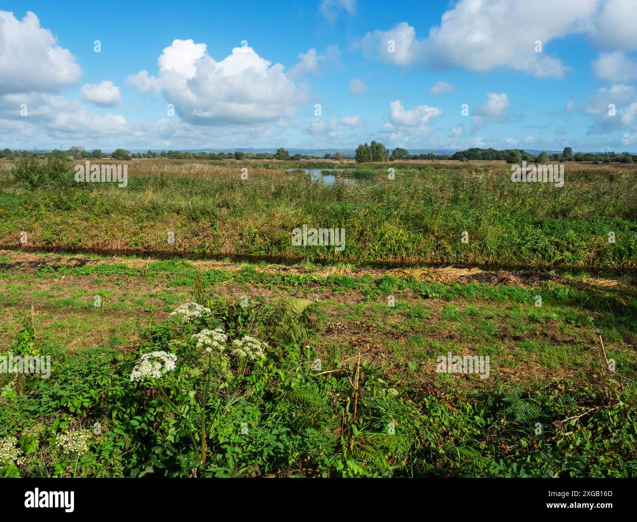 Reedbeds and pool from the second viewing platform, Ham Wall RSPB ...