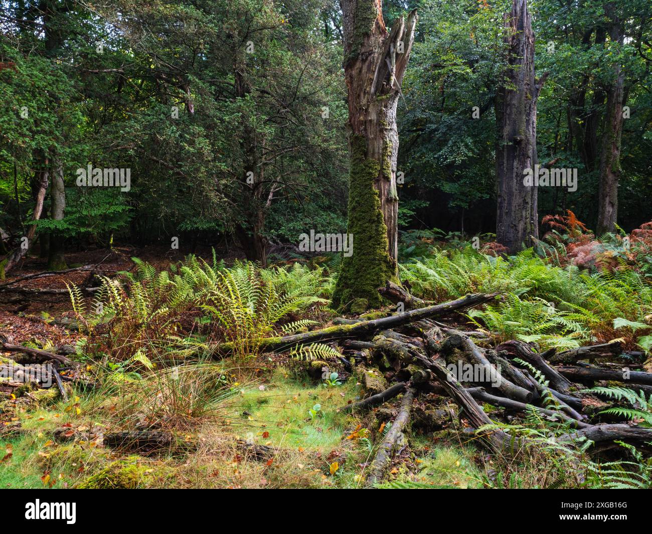 Ferns and decaying timber in deciduous woodland, Franchises Lodge RSPB ...