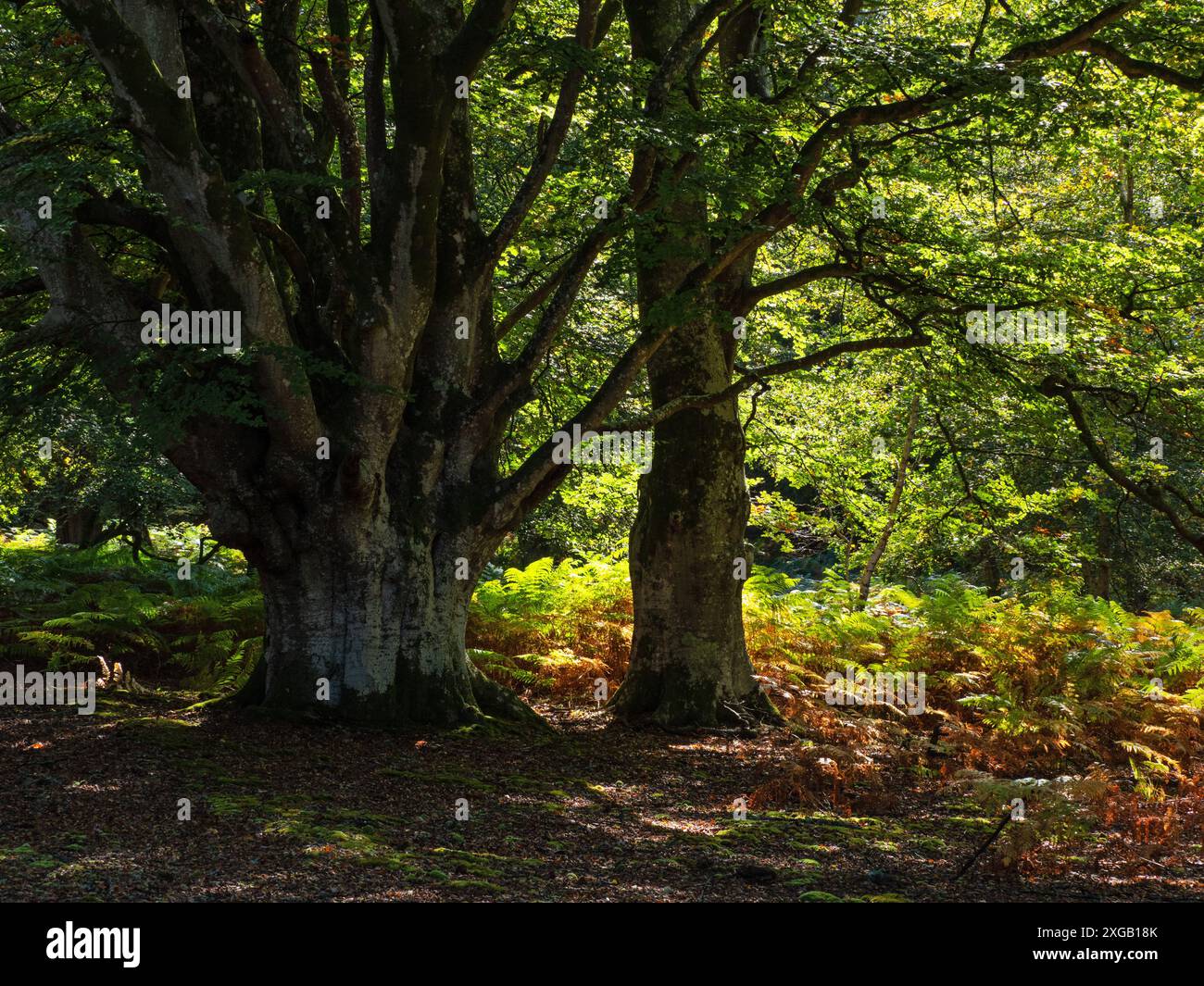 Autumn colours on pollarded Beech Fagus sylvatica trees, Vinney Ridge ...