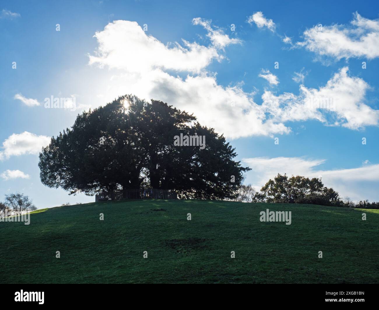 Bolton's Bench and ancient Yew taxus baccata on a hill, back-lit ...