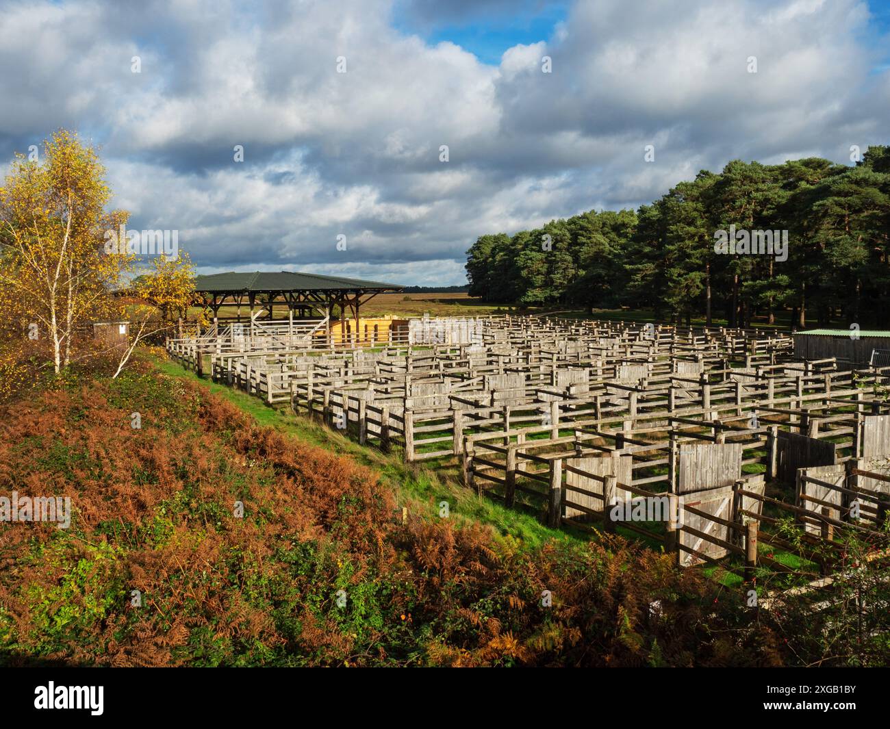 New forest natiional park hi-res stock photography and images - Alamy