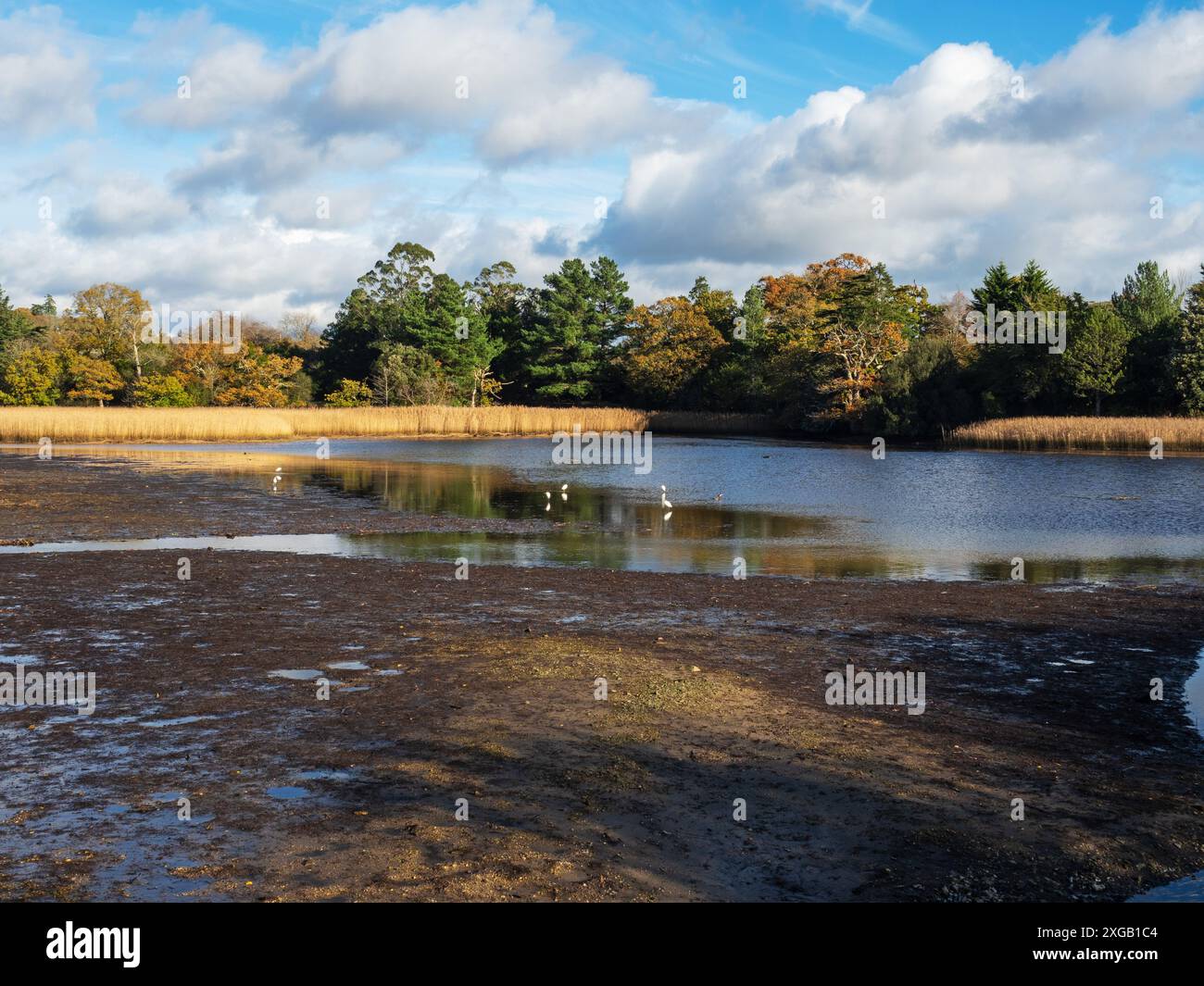 Beaulieu Mill Pond on the Beaulieu Estate, Beaulieu, New Forest ...