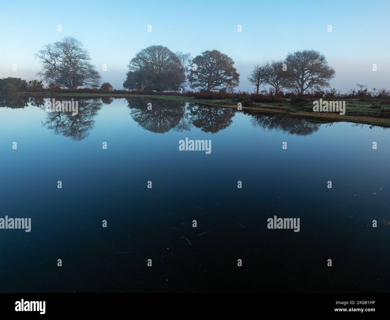 Mogshade Pond and Pedunculate oak Quercus robur in early morning light ...