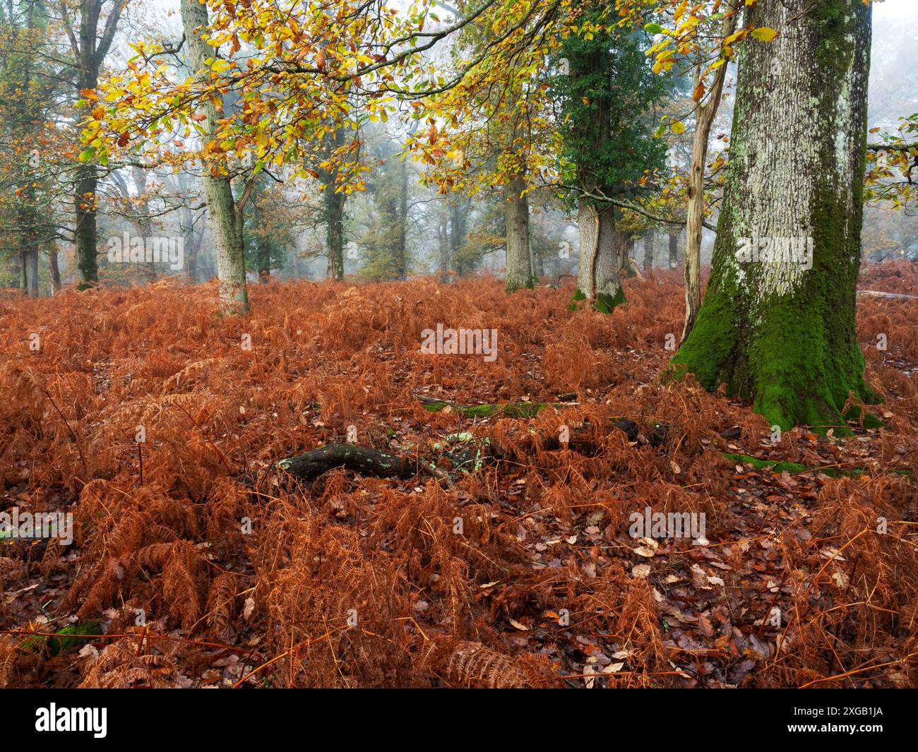 English oak woodland hi-res stock photography and images - Alamy