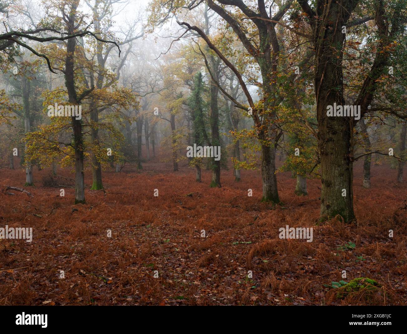 English oak woodland hi-res stock photography and images - Alamy