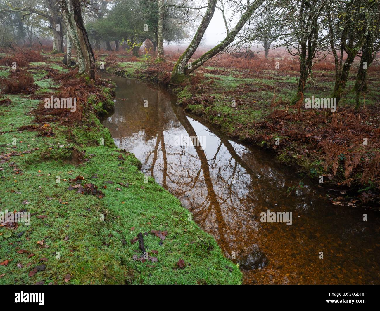 Dockens Water stream and deciduous woodland in early morning mist, near ...