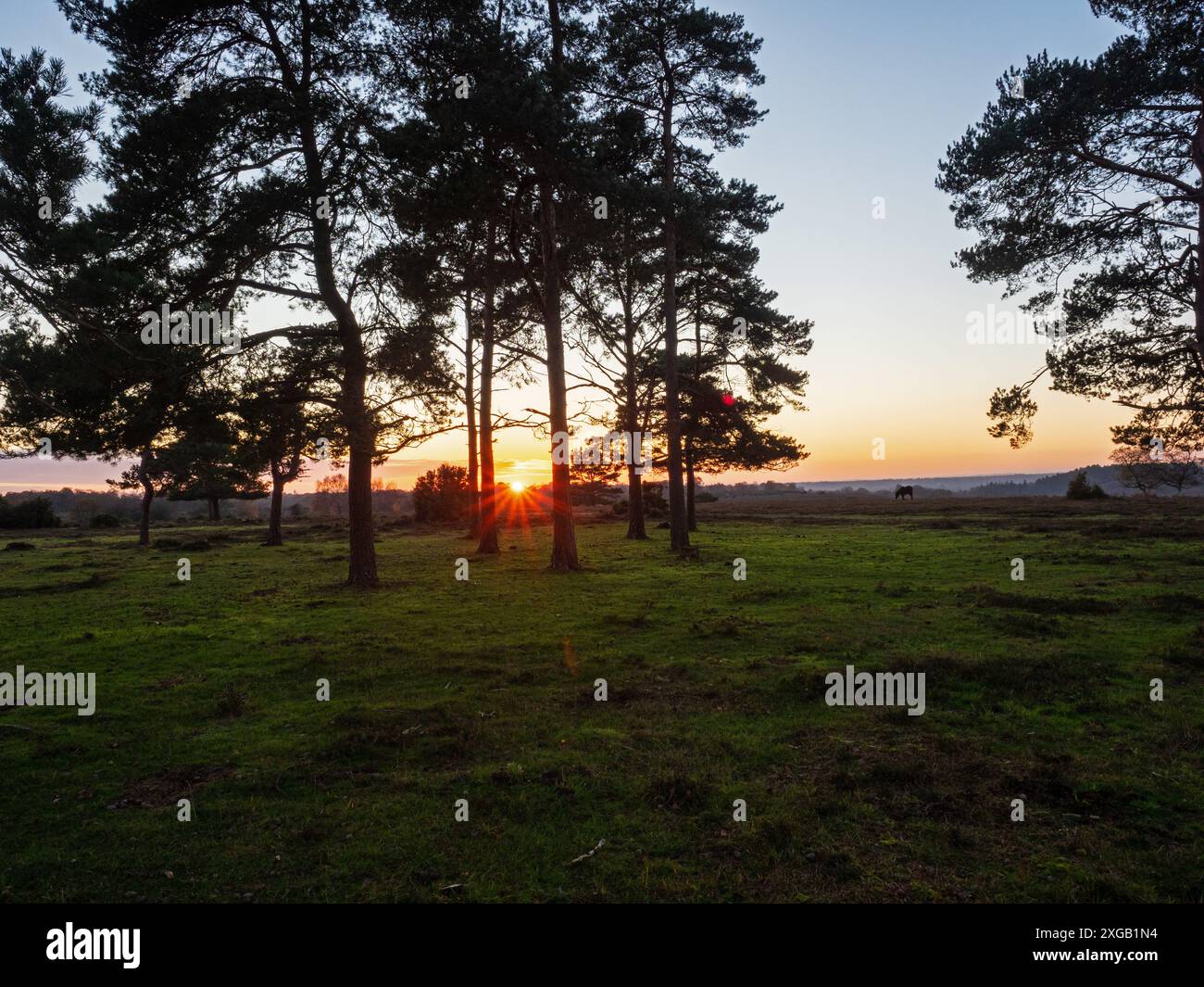 Sunset through Scots pines Pinus sylvestris on Rockford Common, New ...