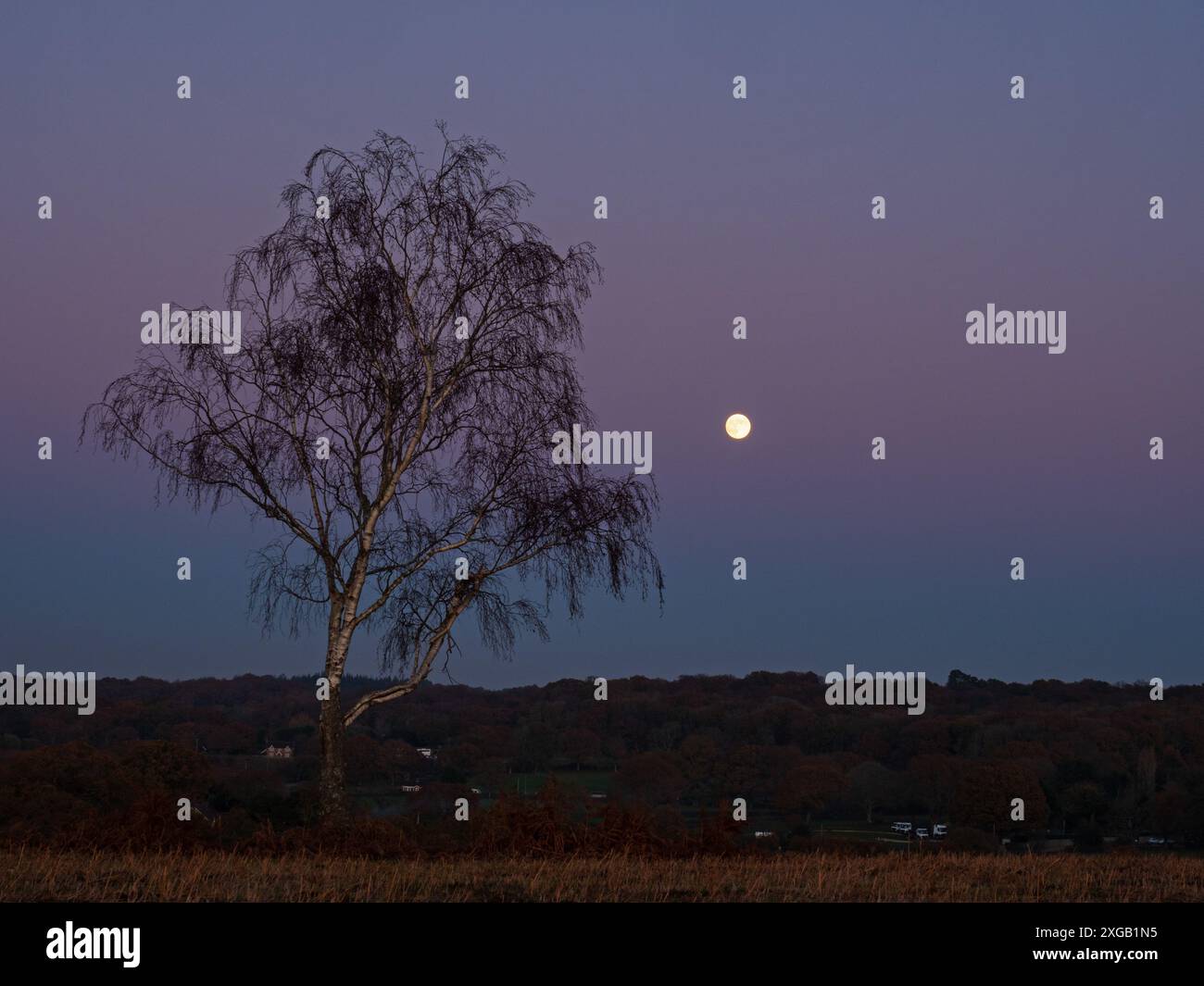 Silver birch Betula pendula with the moon rising over Linwood, Rockford ...