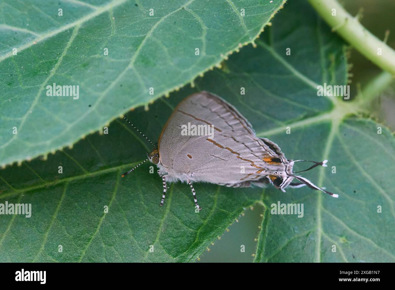 Afrotropical butterflies hi-res stock photography and images - Alamy