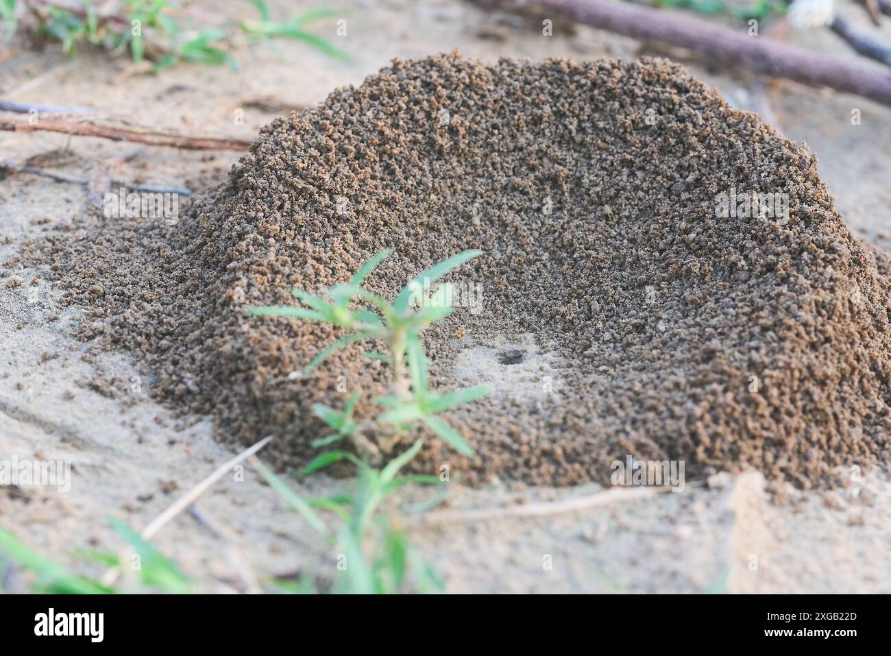 An ant colony is a population of ants, typically from a single species ...