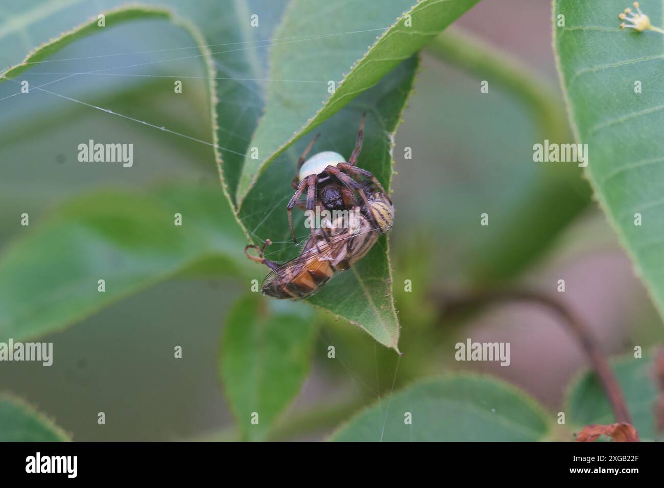 spider eating bee Stock Photo - Alamy