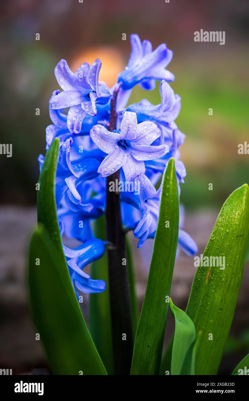 Spring flowers in the rain Stock Photo - Alamy