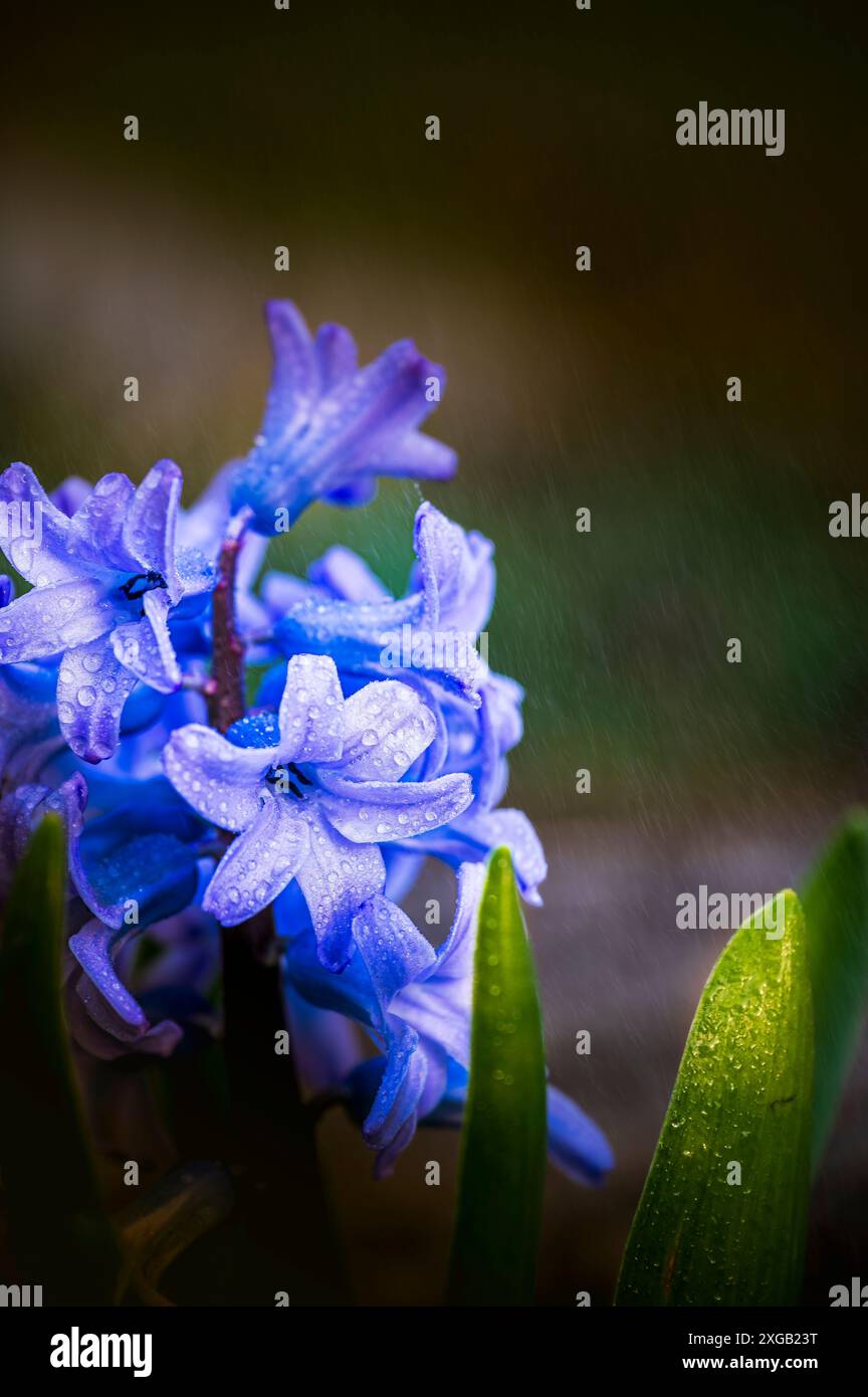 Spring flowers in the rain Stock Photo - Alamy