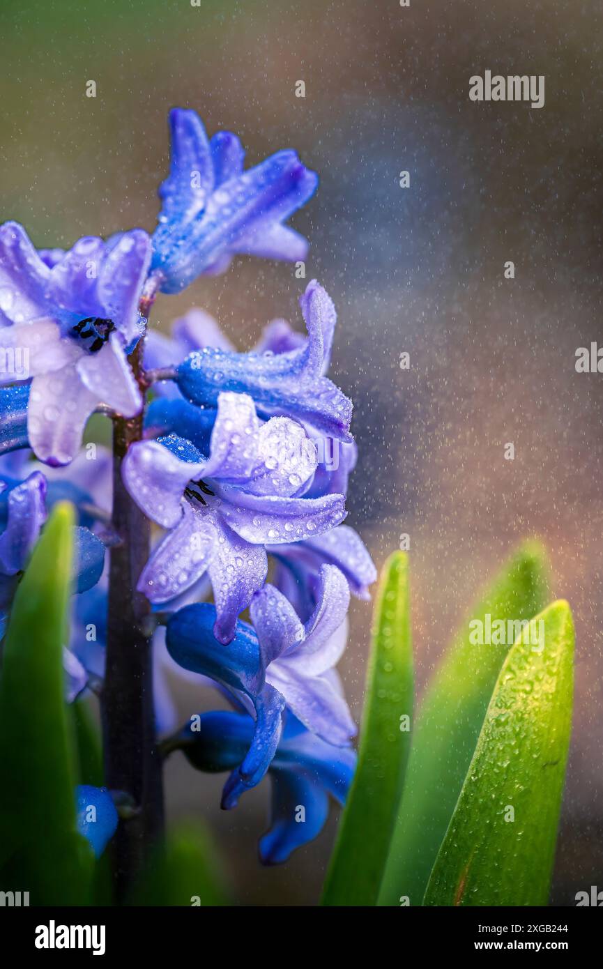 Spring flowers in the rain Stock Photo - Alamy