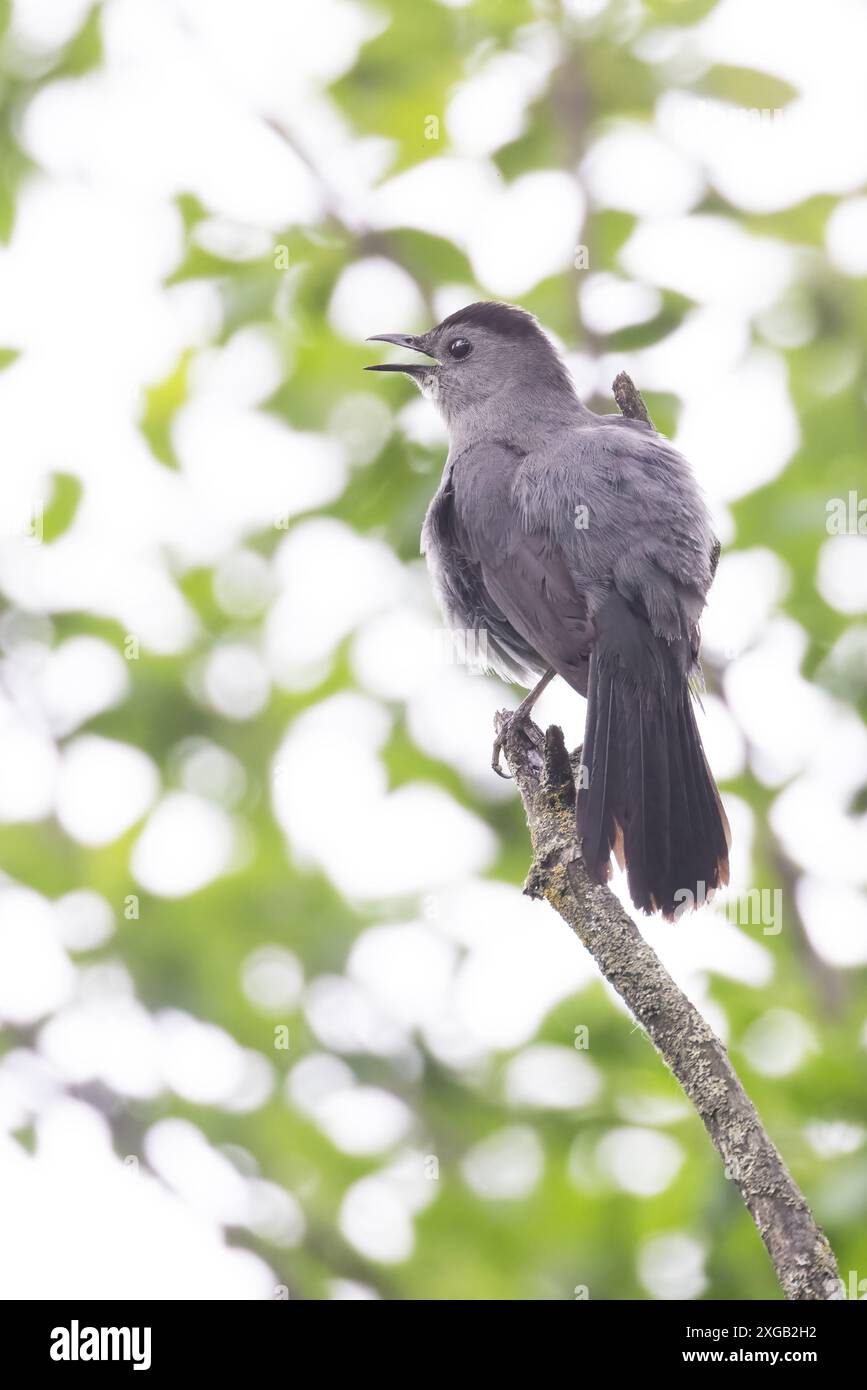 Catbird male hi-res stock photography and images - Alamy