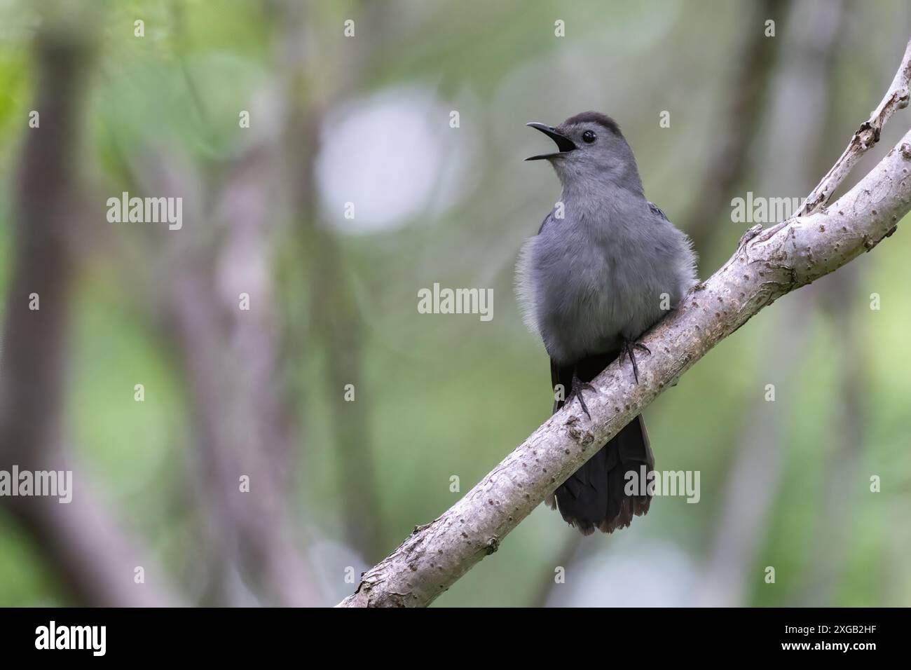 Catbird male hi-res stock photography and images - Alamy
