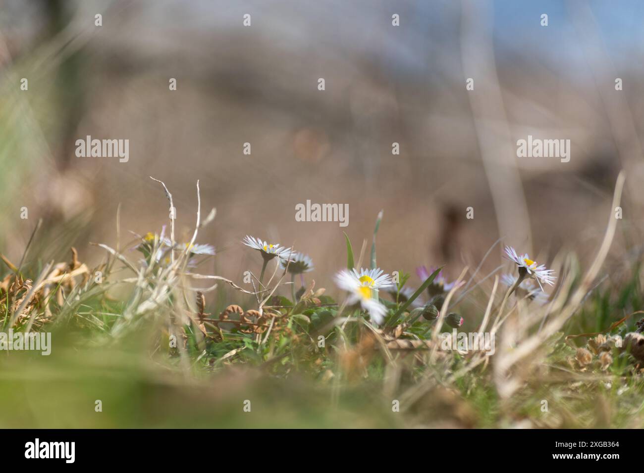 Inflorescence common daisy lawn hi-res stock photography and images - Alamy