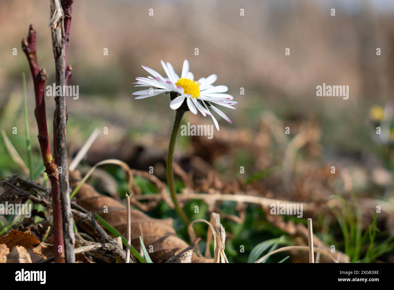 Inflorescence common daisy lawn hi-res stock photography and images - Alamy