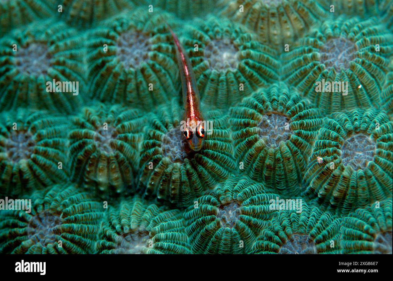 Common ghost goby, Pleurosicya mossambica, Seychelles, Indian ocean ...