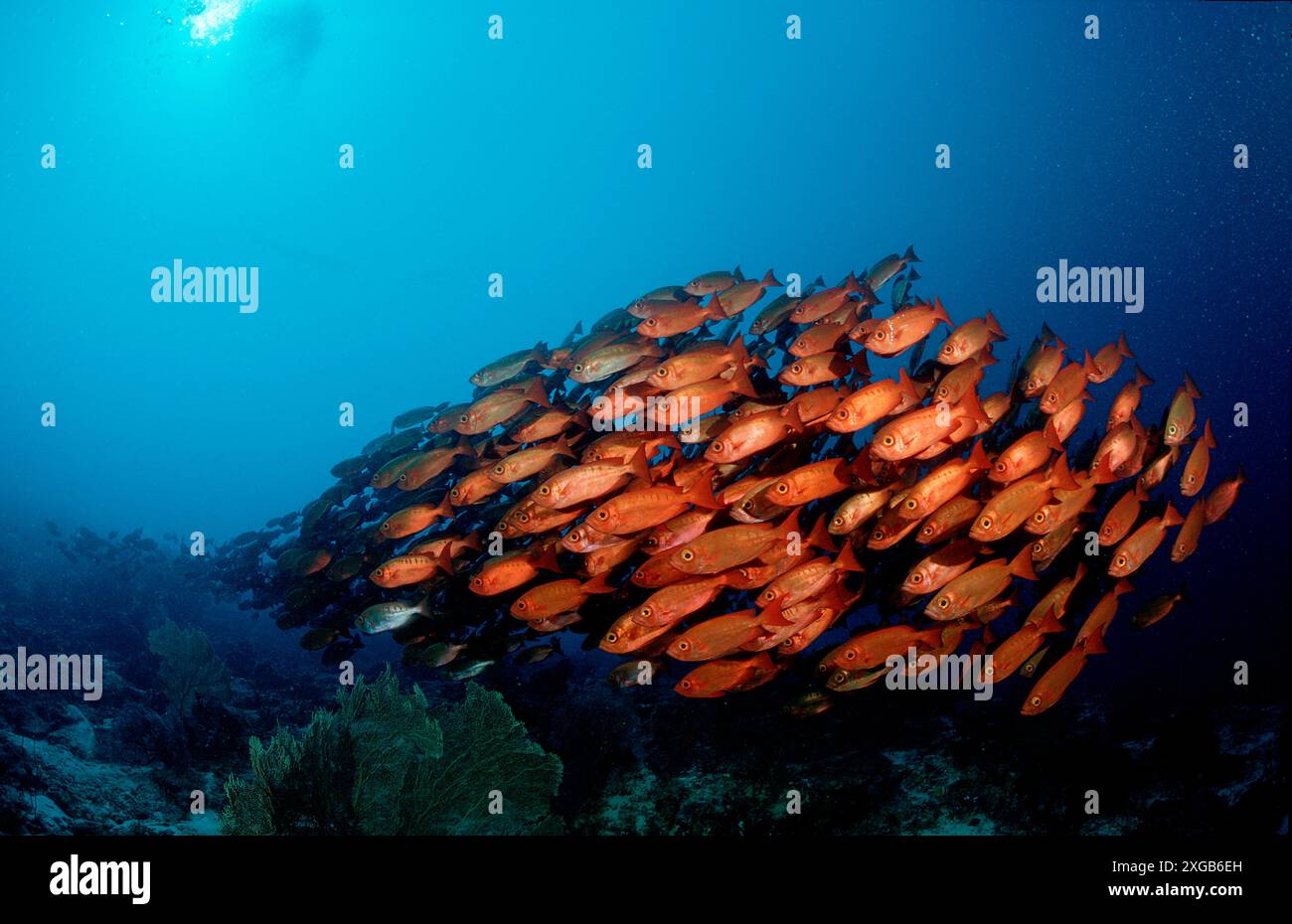 Crescent-tail bigeye, Priacanthus hamrur, Papua New Guinea, Pacific ...