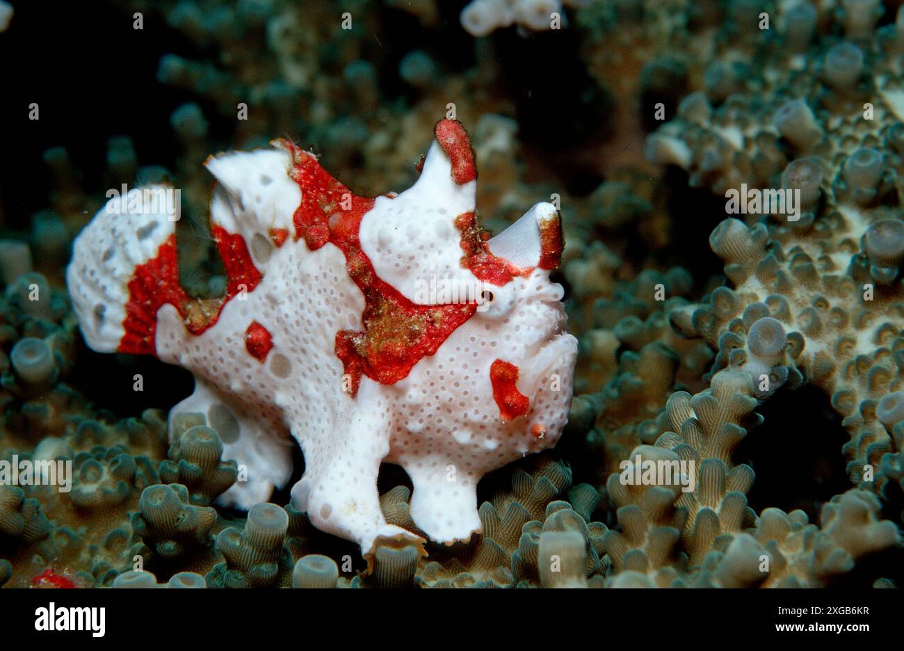 Dwarty frogfish, antennarius maculatus, Indonesia, Indian Ocean, Komodo ...