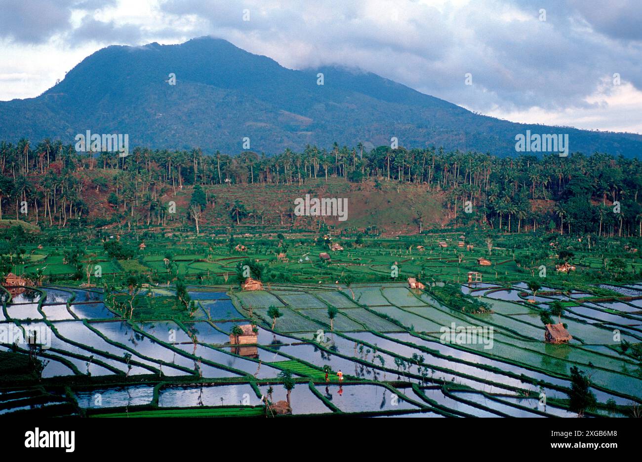 rice field, aerial view, Indonesia, Indian Ocean, Bali Stock Photo - Alamy
