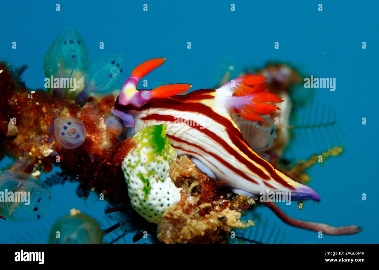Neon slug, nudibranch, Nembrotha purpureolineolata, Indonesia, Indian ...